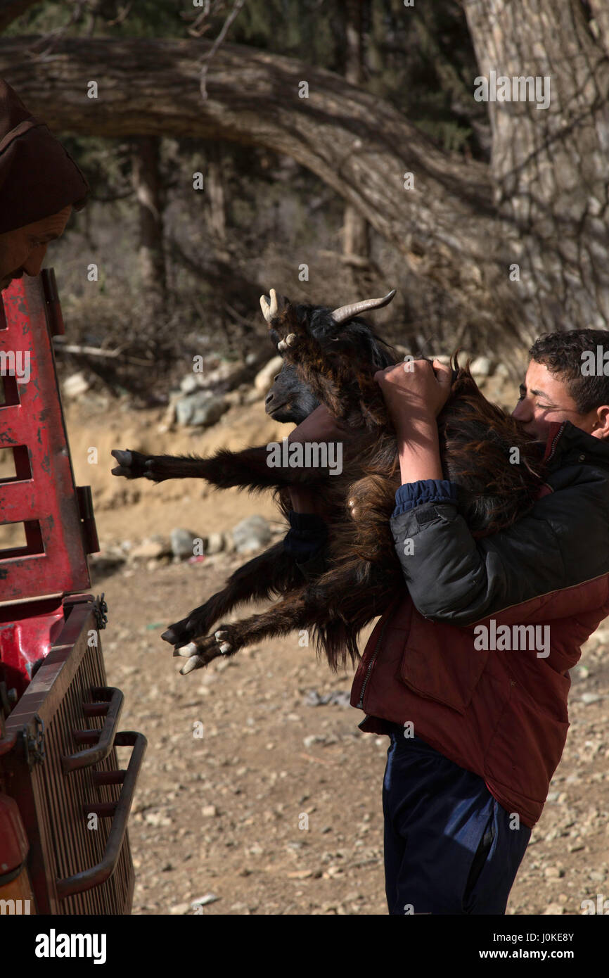 Goat Spitting On Man