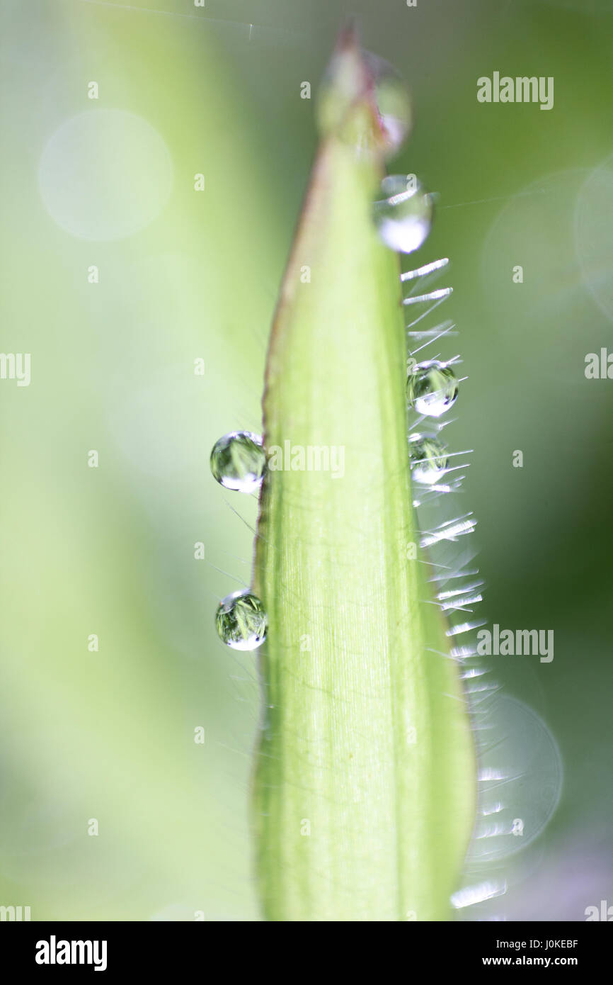 Dews dew hi-res stock photography and images - Alamy