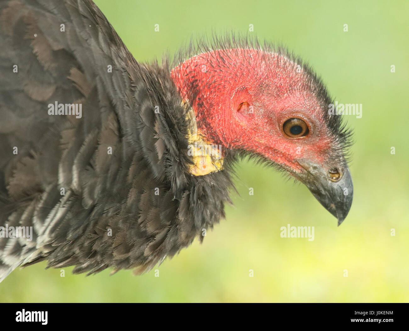 Australian wild turkey hi-res stock photography and images - Alamy