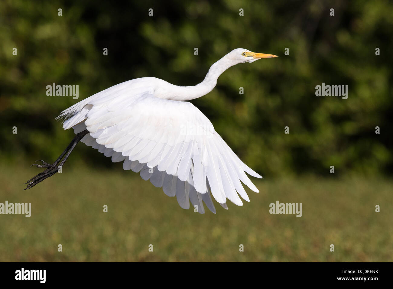 Intermediate Egret, Egretta intermedius, The Gambia, West Africa Stock ...