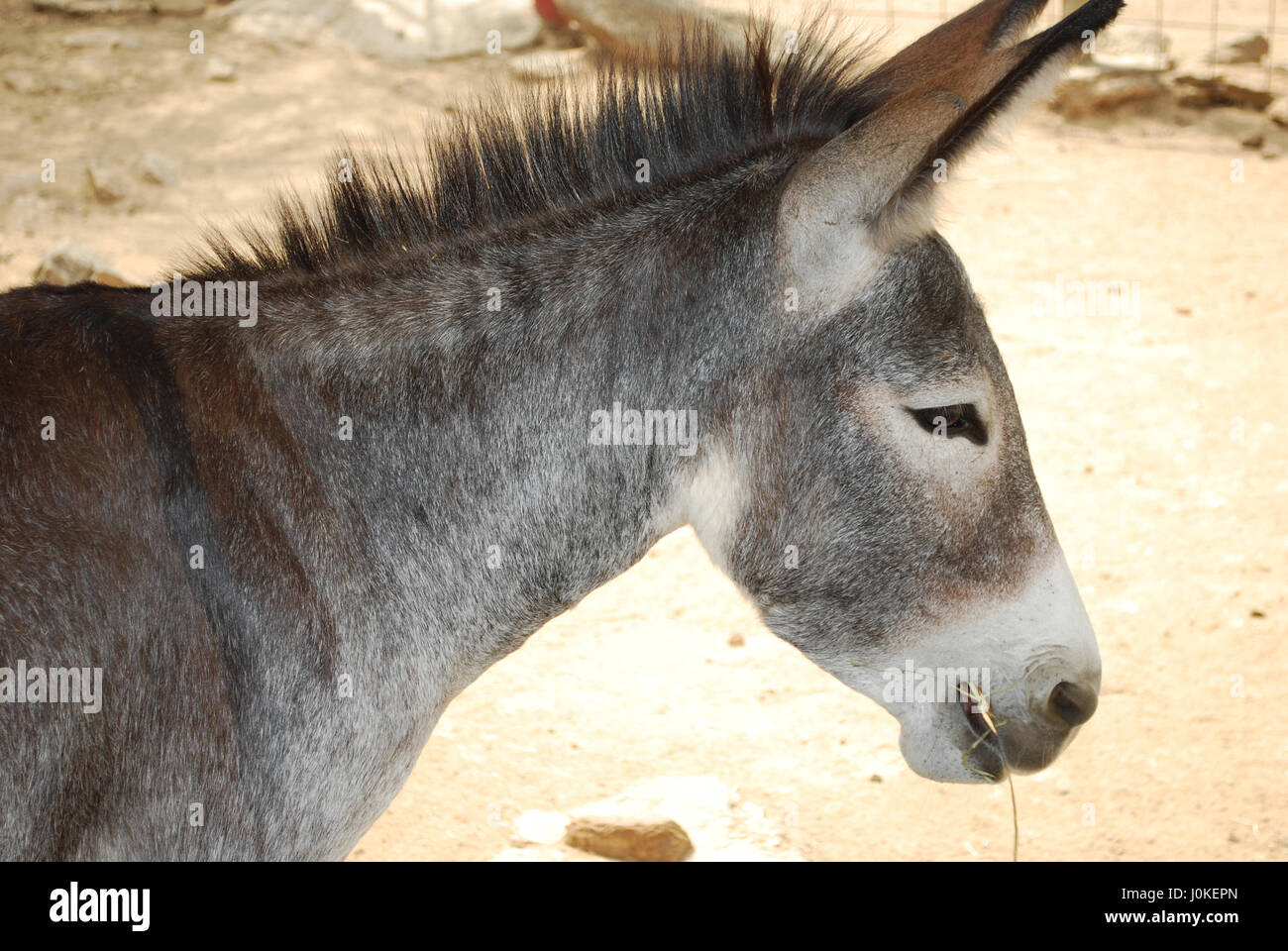 Cute wild donkey chewing on hay in Aruba Stock Photo - Alamy