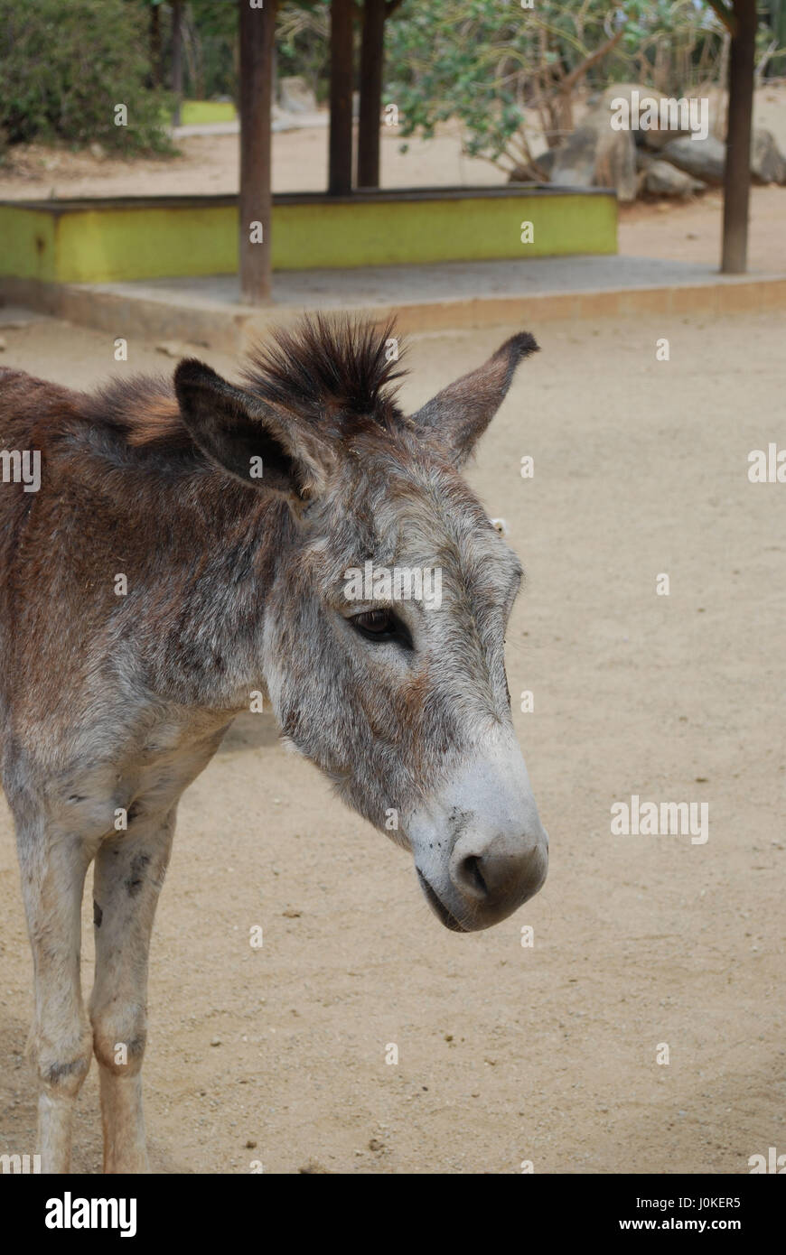 Wild donkey sanctuary on th etropical island of Aruba Stock Photo - Alamy