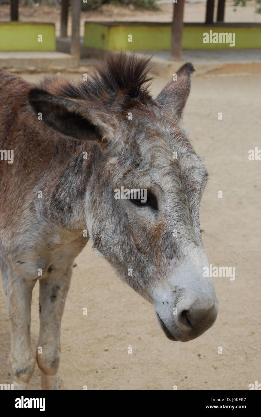 South American Donkeys High Resolution Stock Photography and Images - Alamy
