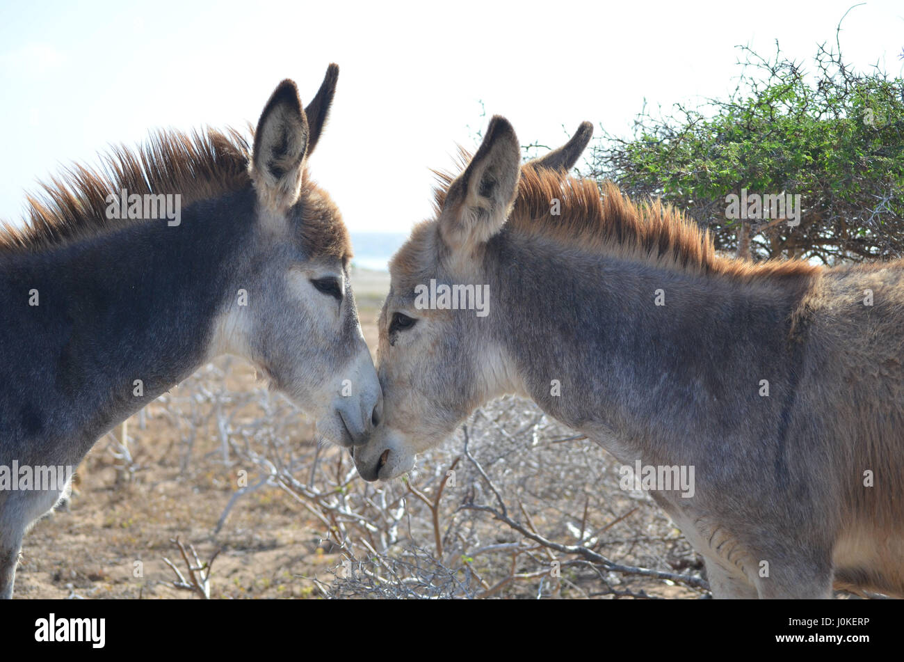 South American Donkeys High Resolution Stock Photography and Images - Alamy