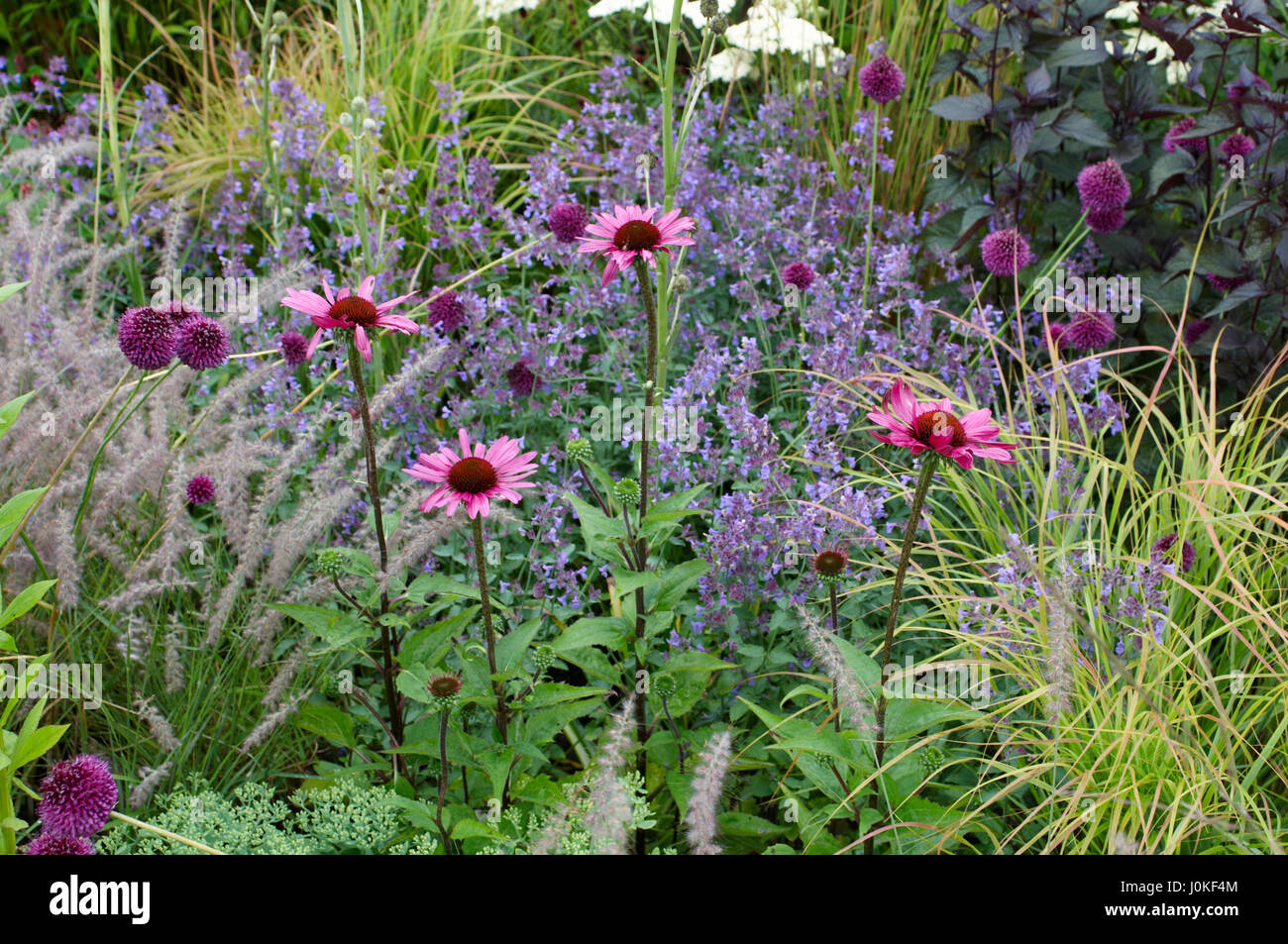 Detail of a mixed border with Echinacea, Allium and Grasses Stock Photo ...