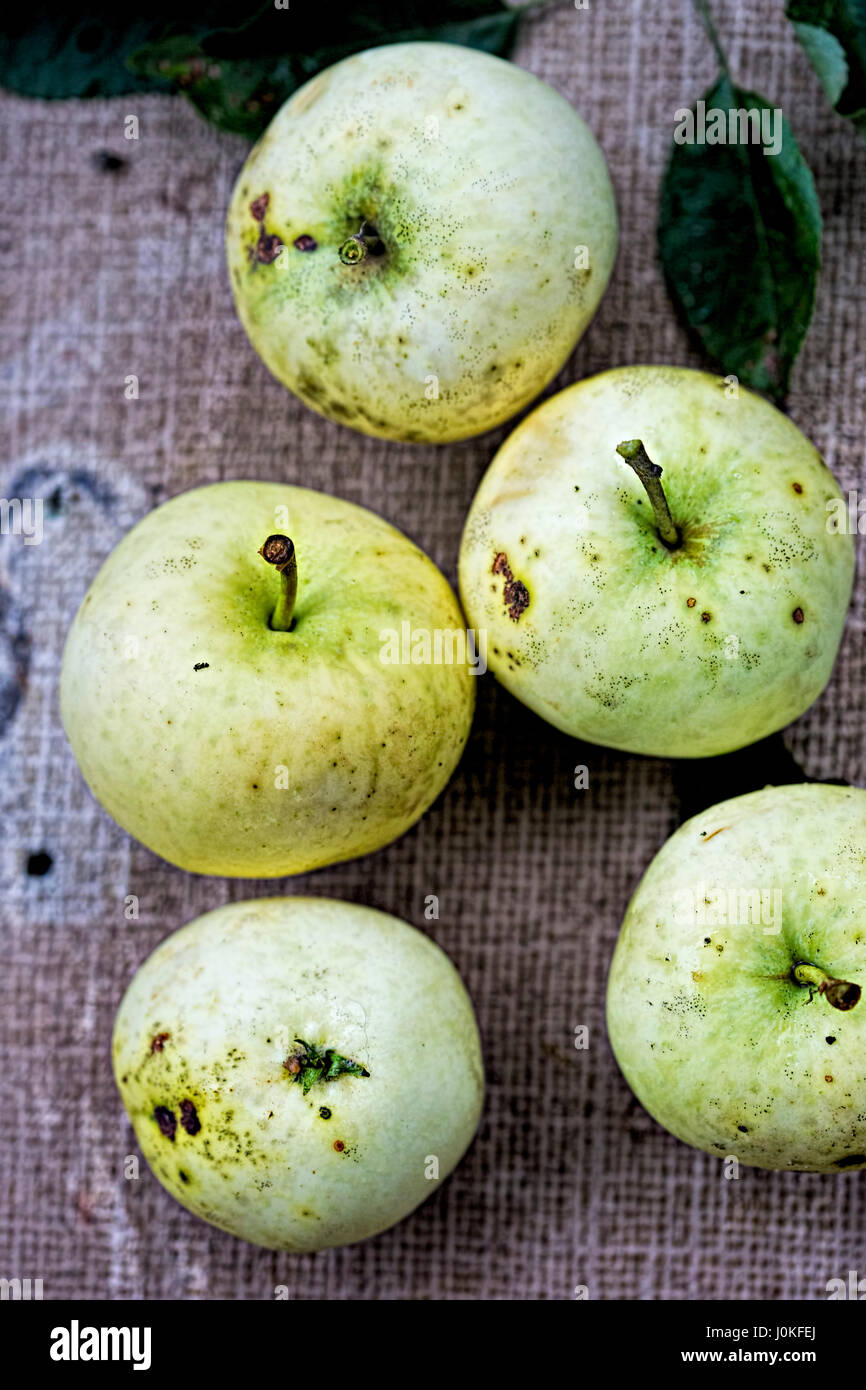 Apple's apple park circle hi-res stock photography and images - Alamy