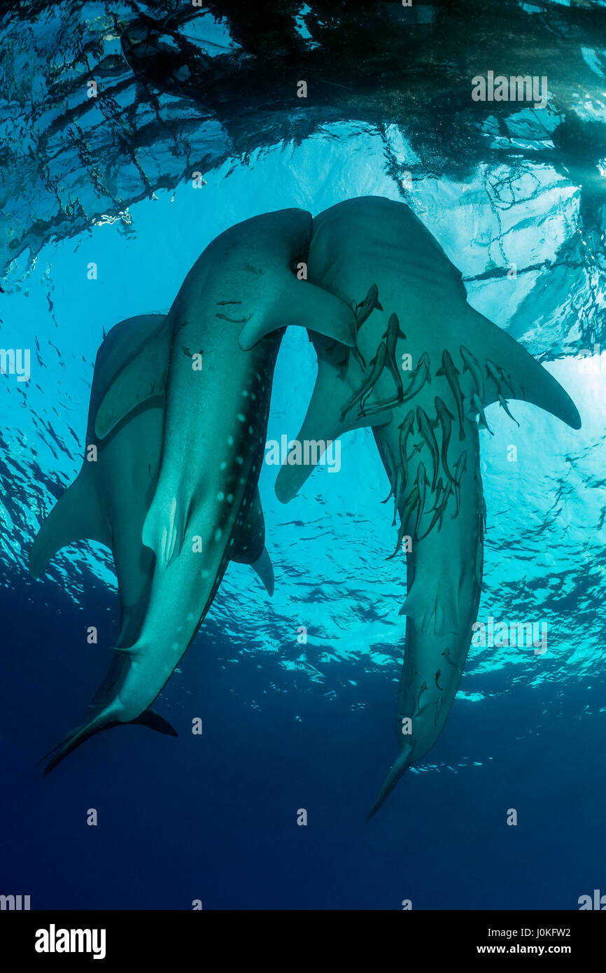 Whale Shark underneath Fishing Platform, Rhincodon typus, Cenderawasih ...