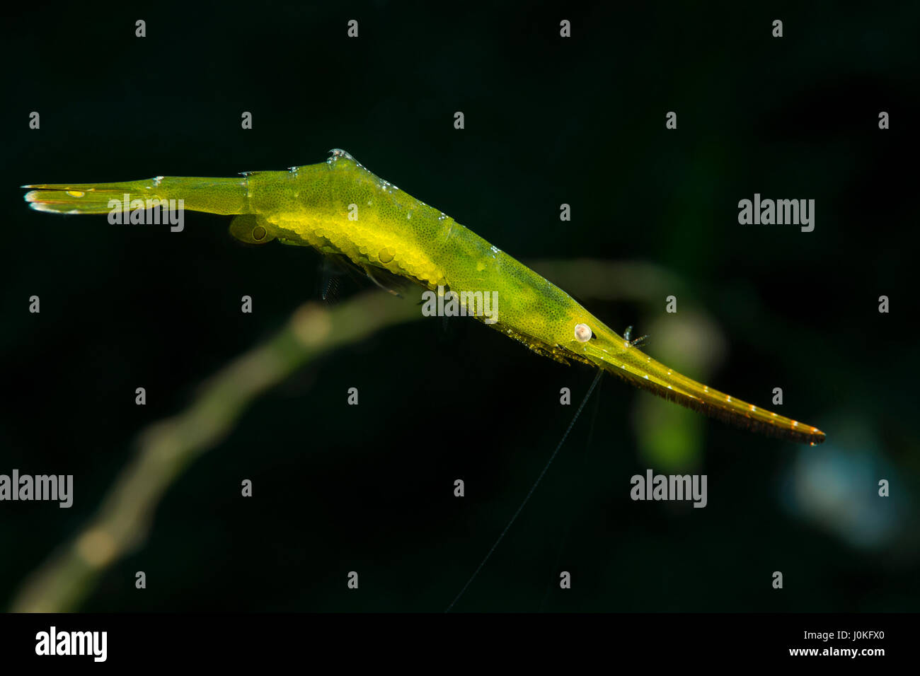 Sawblade Shrimp, Tozeuma sp., Cenderawasih Bay, West Papua, Indonesia ...
