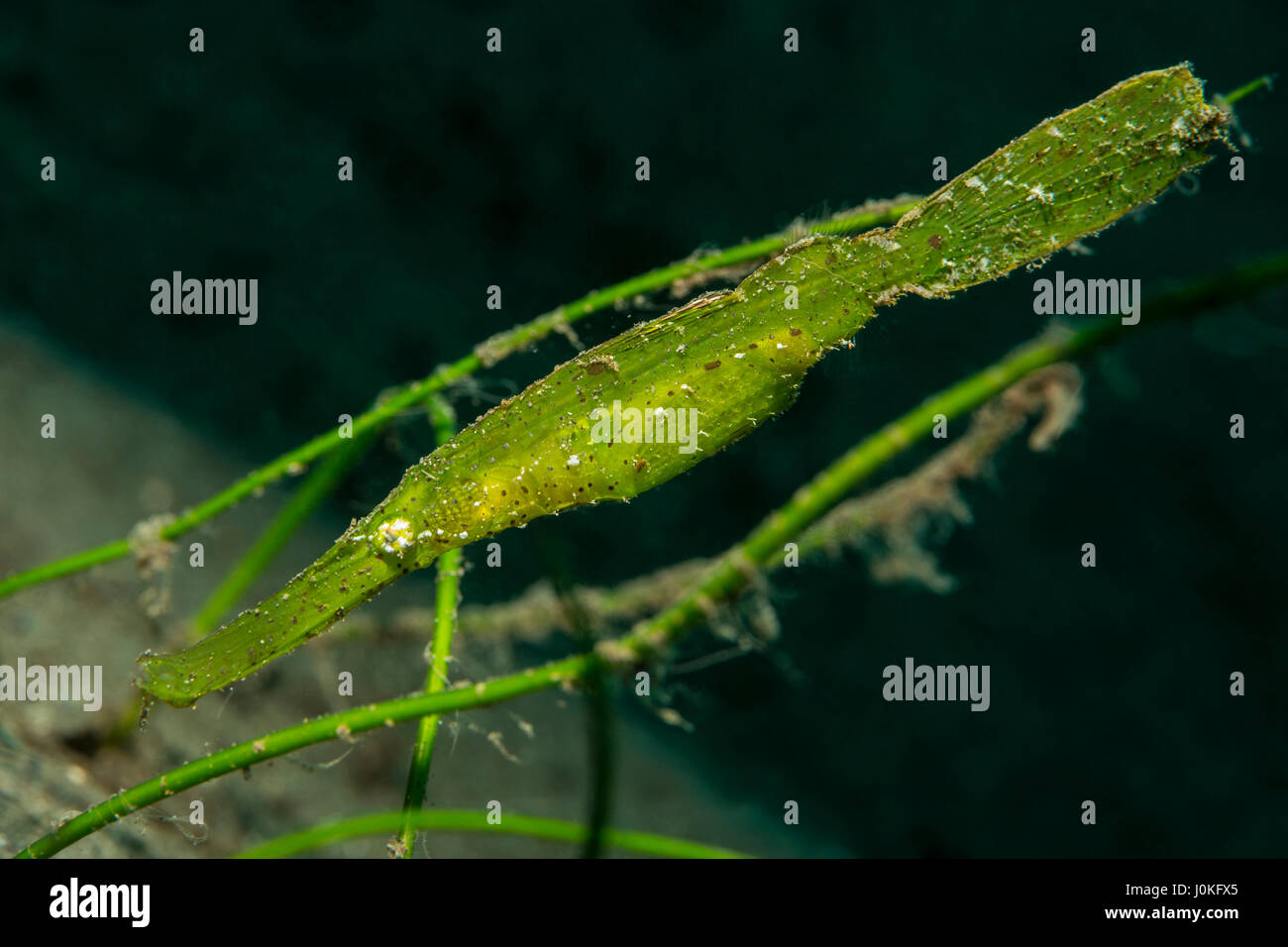 Robust Ghost Pipefish Solenostomus Cyanopterus High Resolution Stock ...