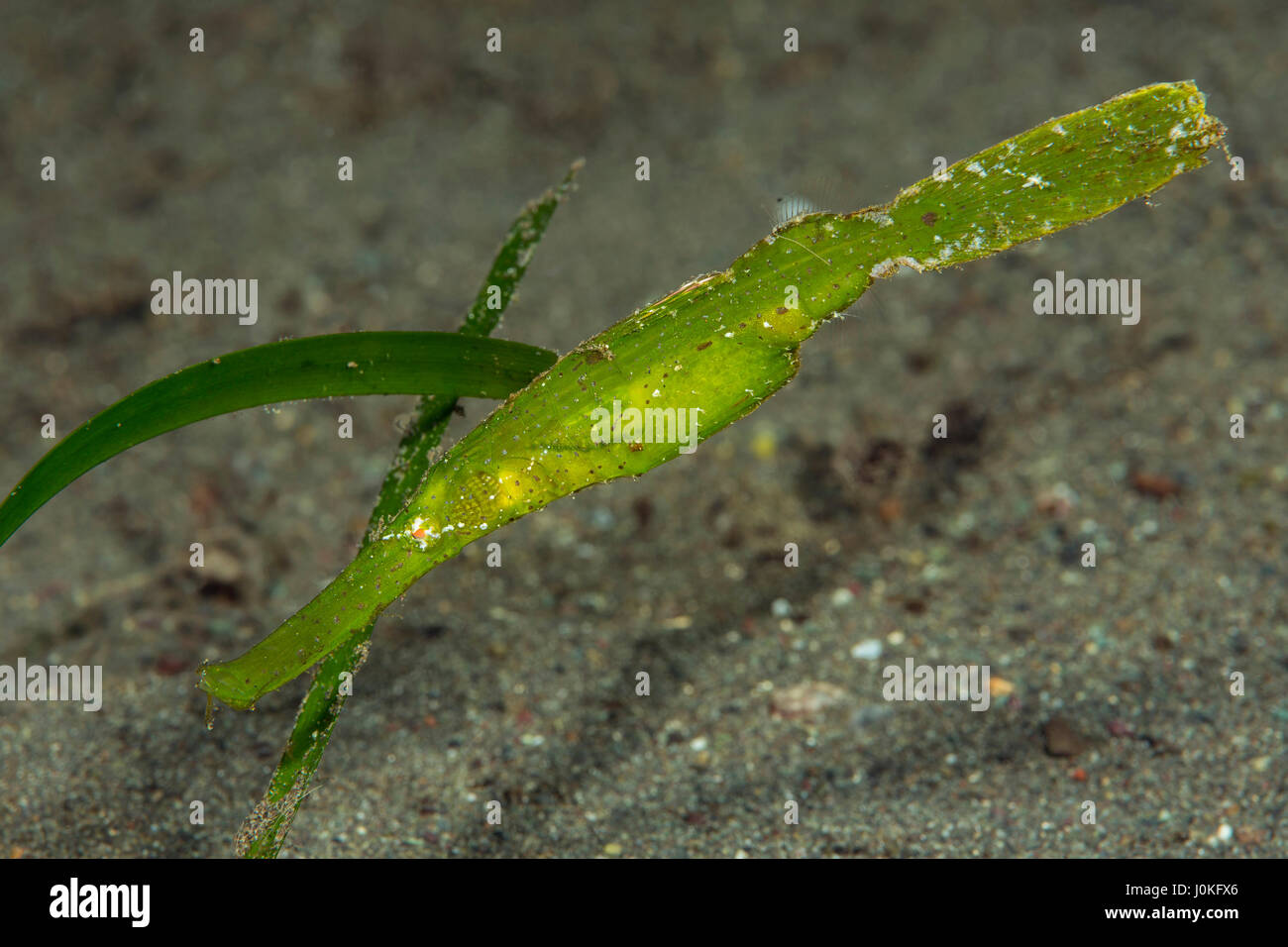 Robust Ghost Pipefish, Solenostomus cyanopterus, Cenderawasih Bay, West ...