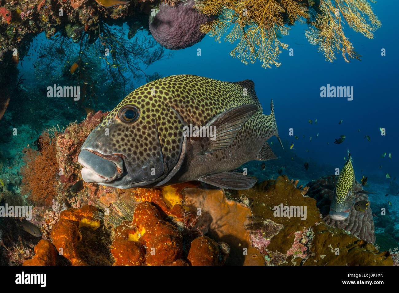 Many-spotted Sweetlips, Plectorhinchus chaetodontoides, Raja Ampat ...
