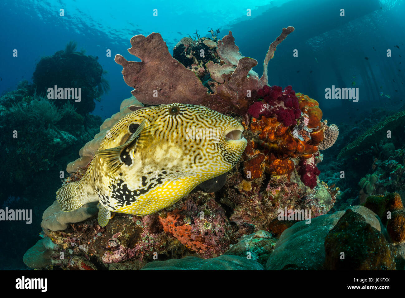 Map Puffer, Arothron mappa, Raja Ampat, West Papua, Indonesia Stock ...