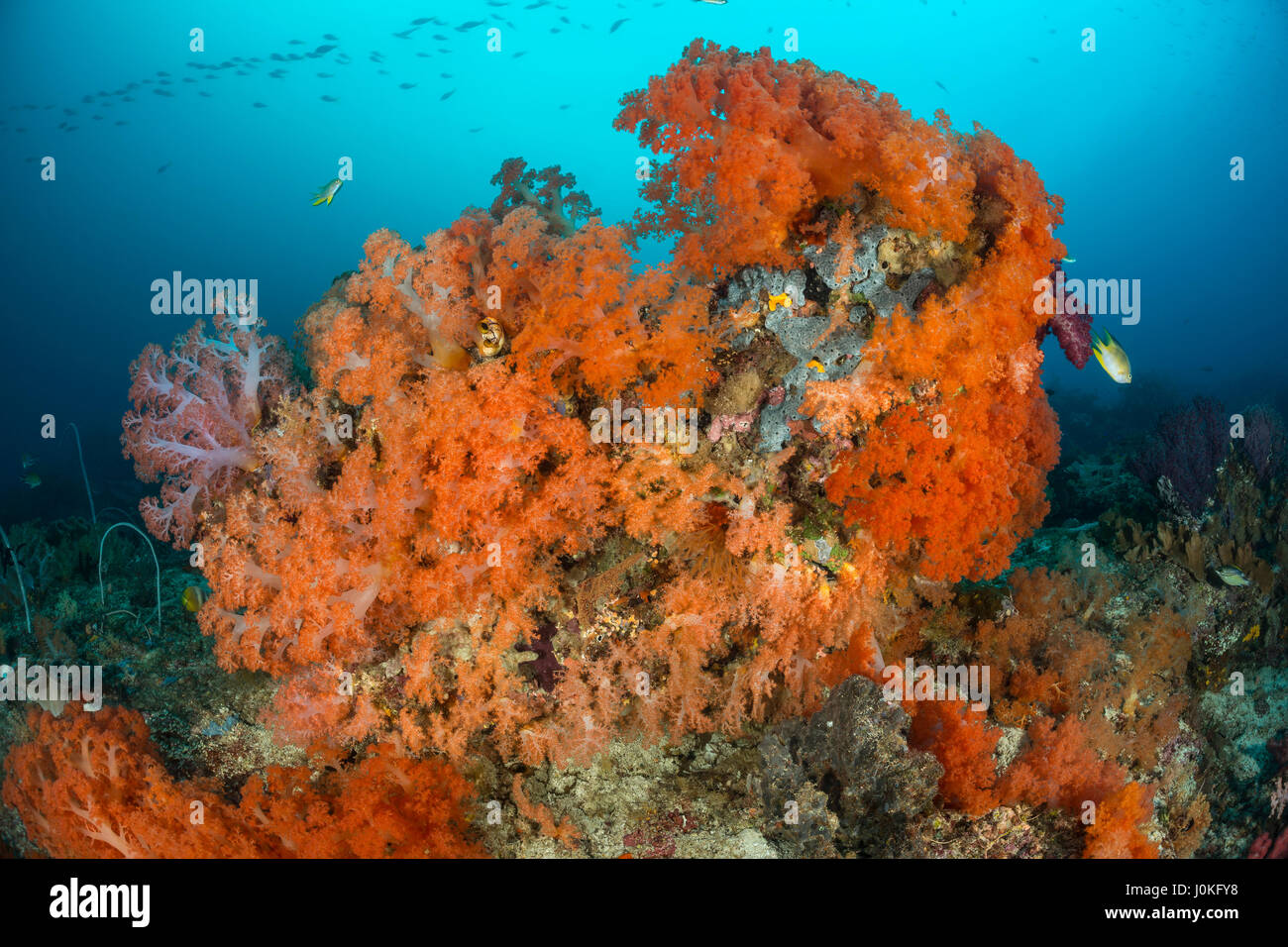 Colored Soft Corals, Nephthea sp, Raja Ampat, West Papua, Indonesia ...