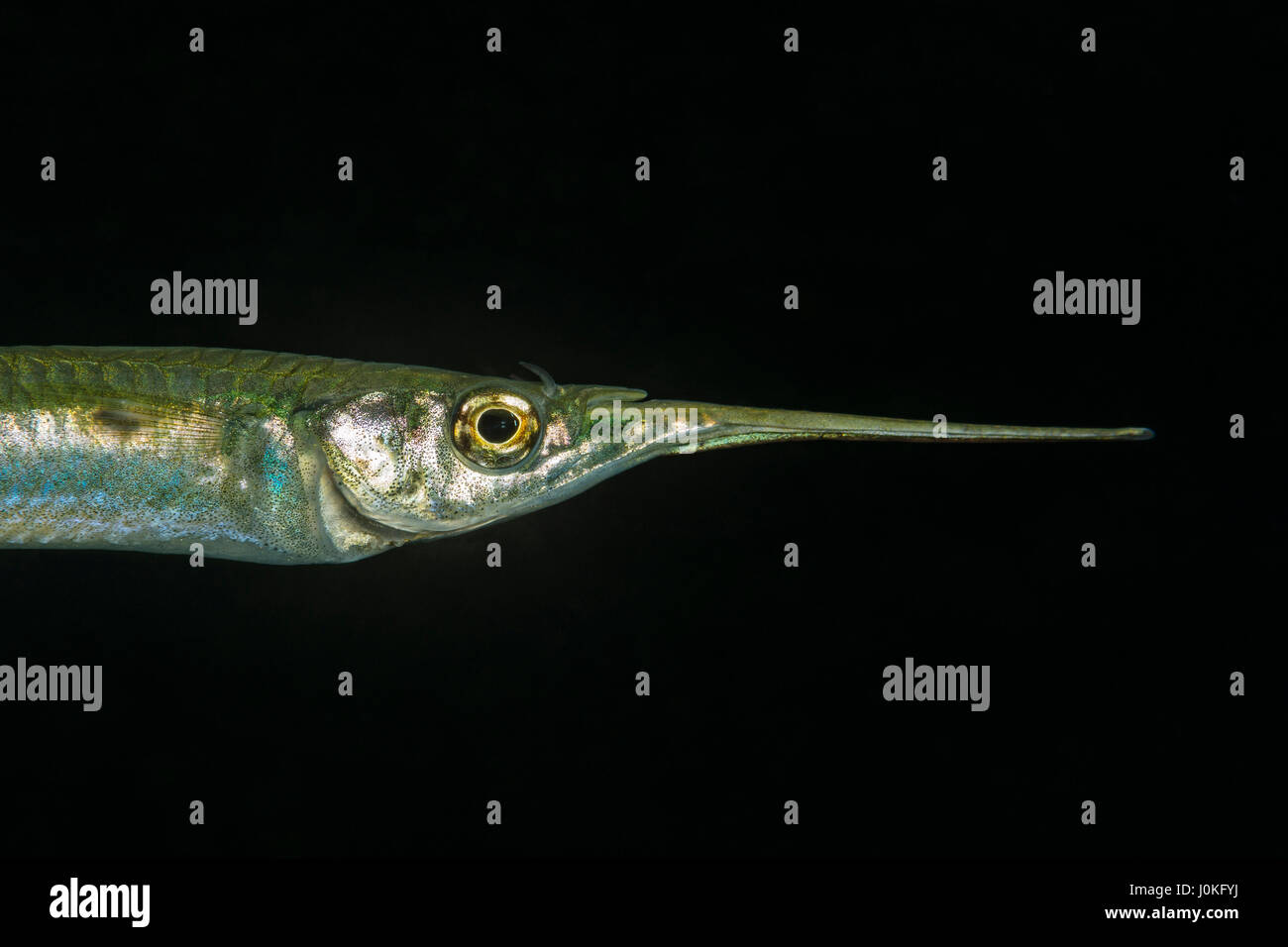Estuarine Halfbeak, Zenarchopterus dispar, Raja Ampat, West Papua ...
