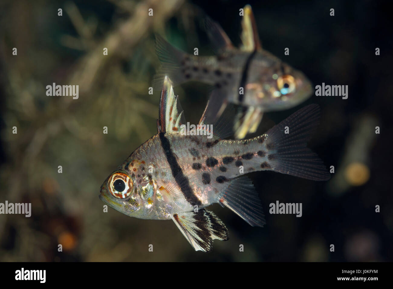 Sphaeramia orbicularis hi-res stock photography and images - Alamy