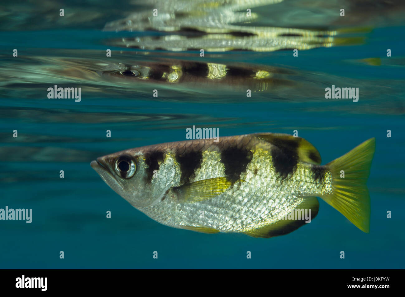 Archerfish toxotes hi-res stock photography and images - Alamy