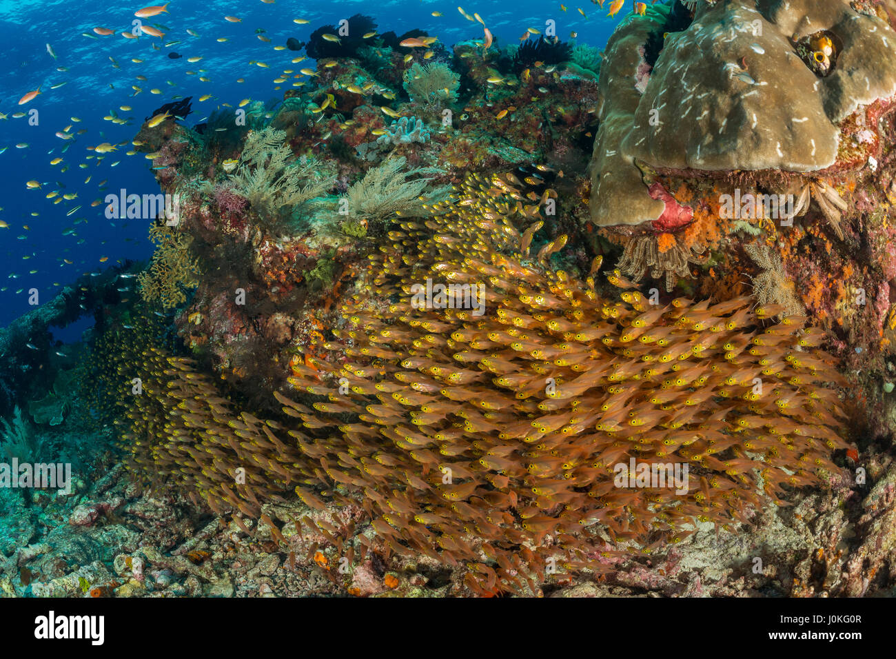 Pygmy Sweeper surrounding reef, Parapriacanthus ransonneti, Raja Ampat ...