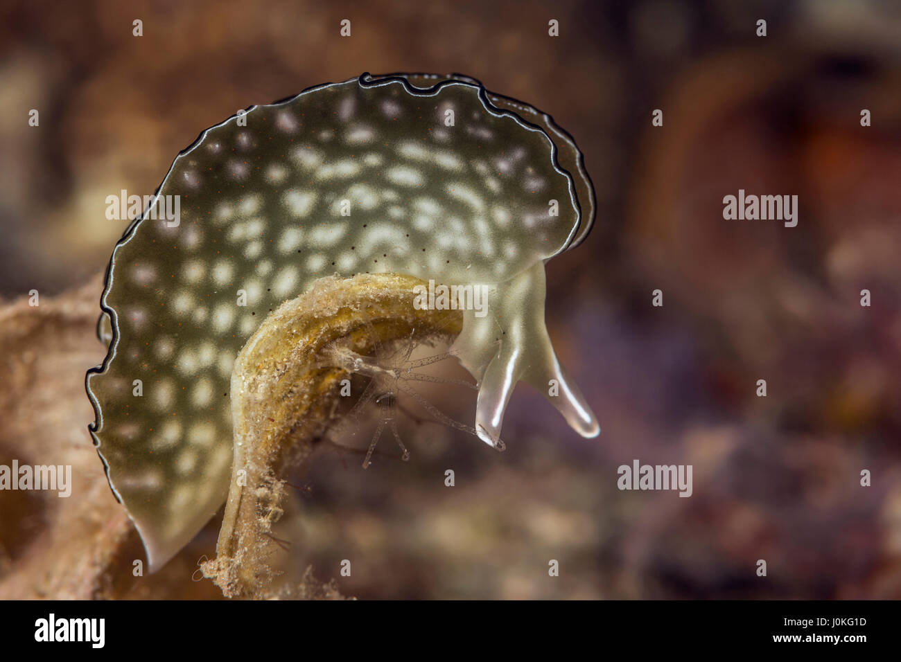 Ornate elysia elysia ornata sea slug hi-res stock photography and ...