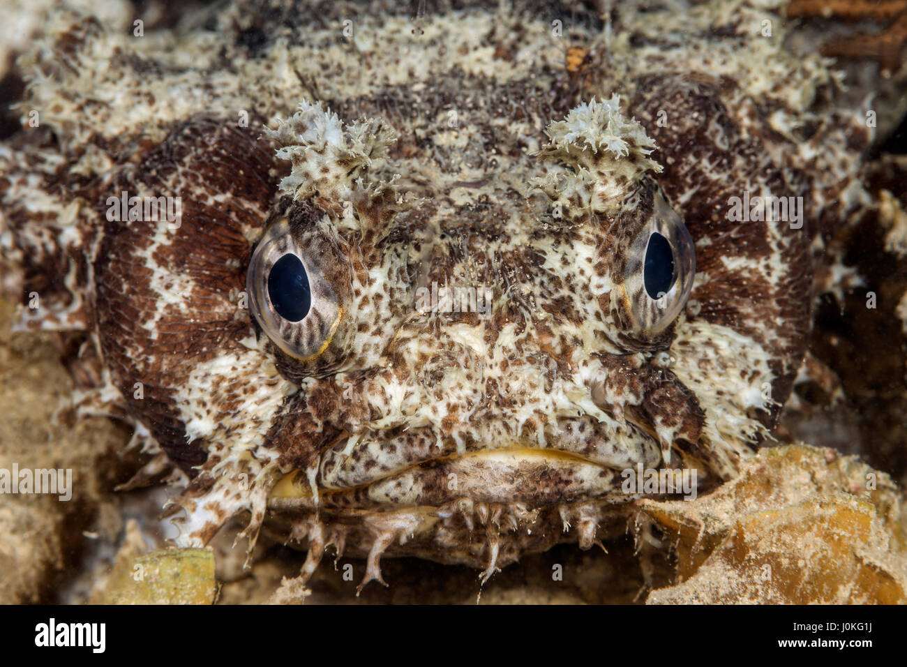 Toadfish hi-res stock photography and images - Alamy