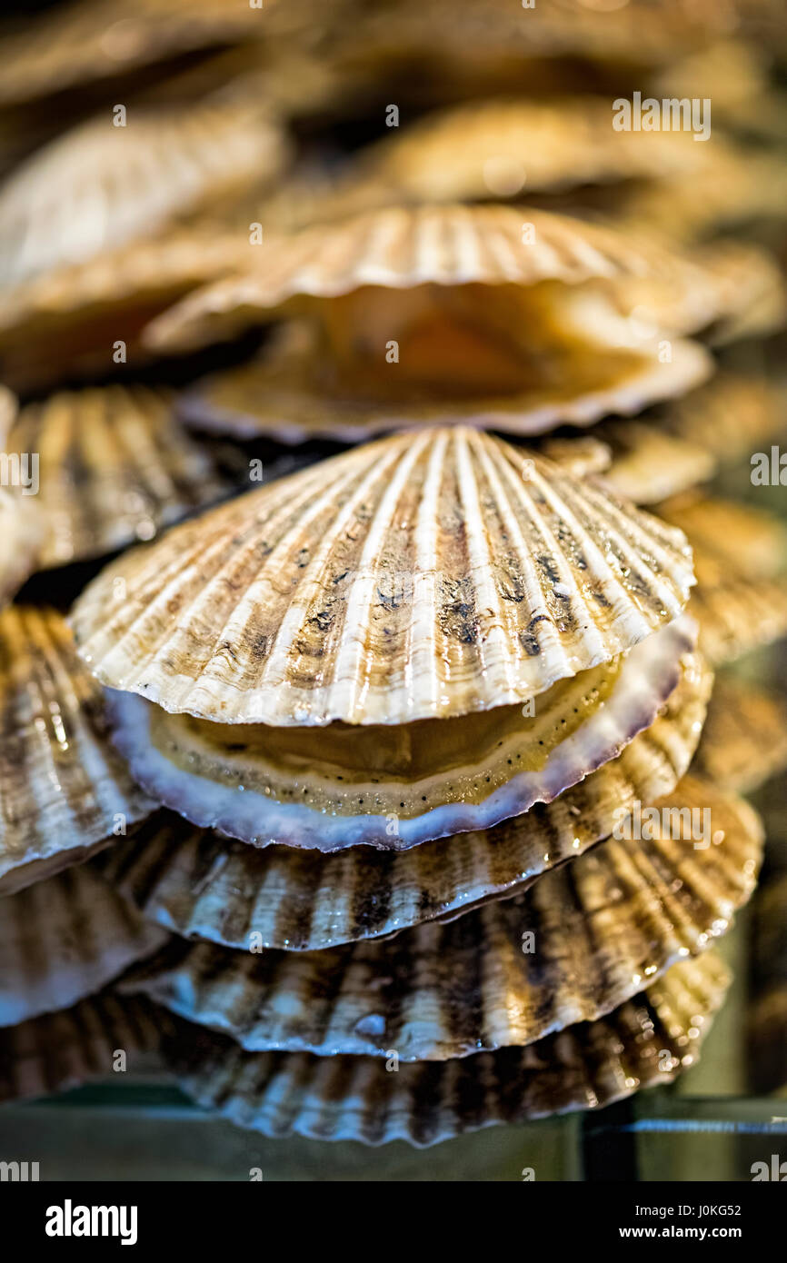 Queen scallop hi-res stock photography and images - Alamy
