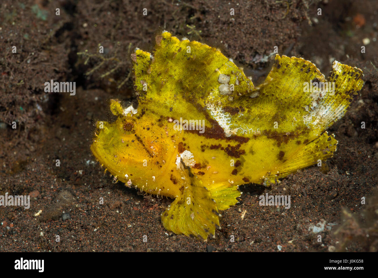Leaf Scorpionfish, Taenianotus triacanthus, Bali, Indonesia Stock Photo ...