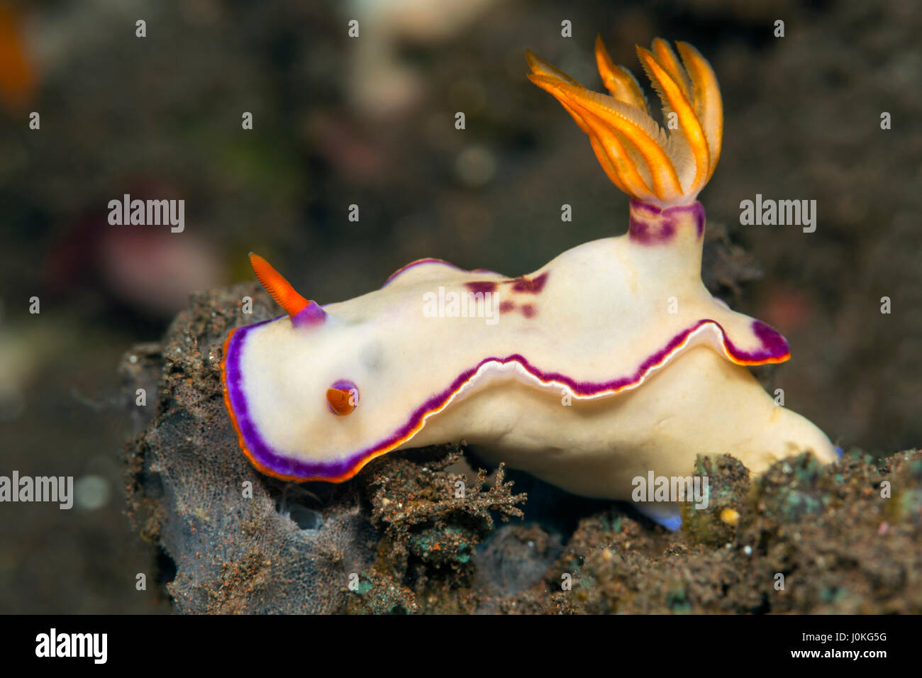 Dorid Nudibranch, Hypselodoris sp., Bali, Indonesia Stock Photo - Alamy