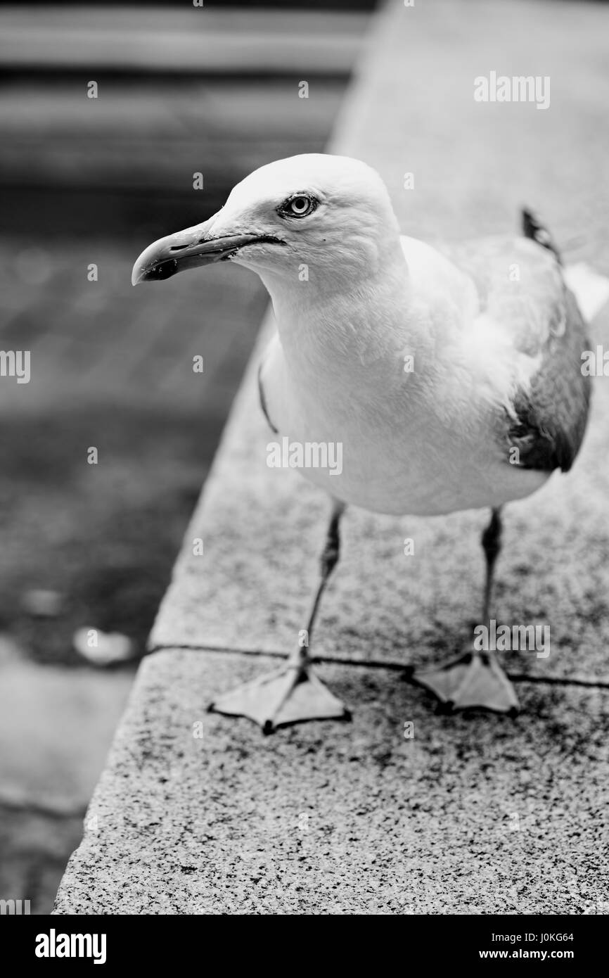 Gull face Black and White Stock Photos & Images - Alamy