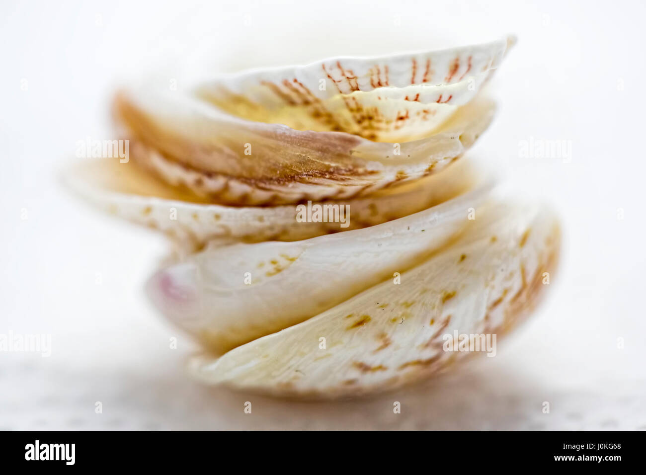 Stack of seashells hi-res stock photography and images - Alamy