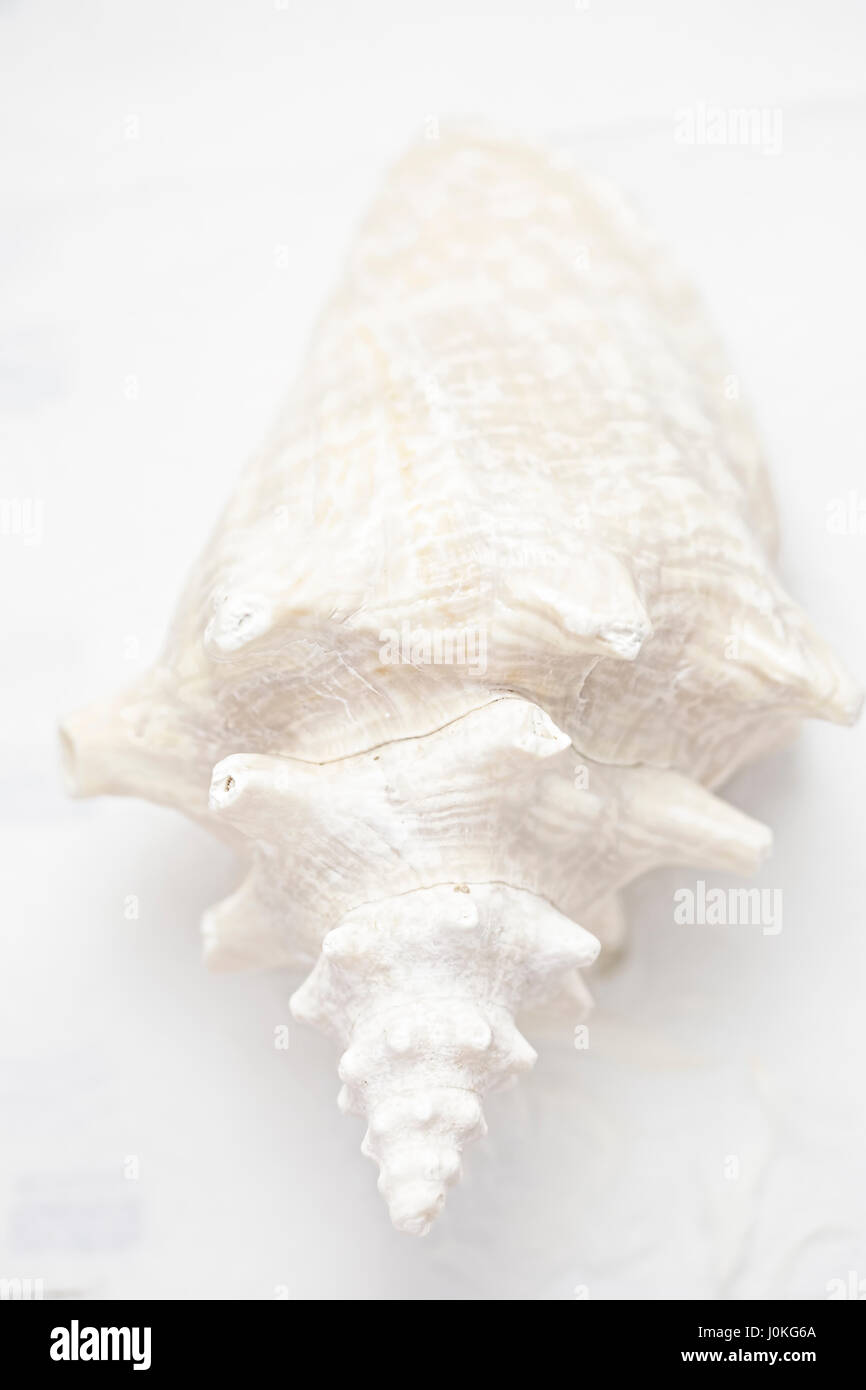 Seashell white seashell Stock Photo - Alamy