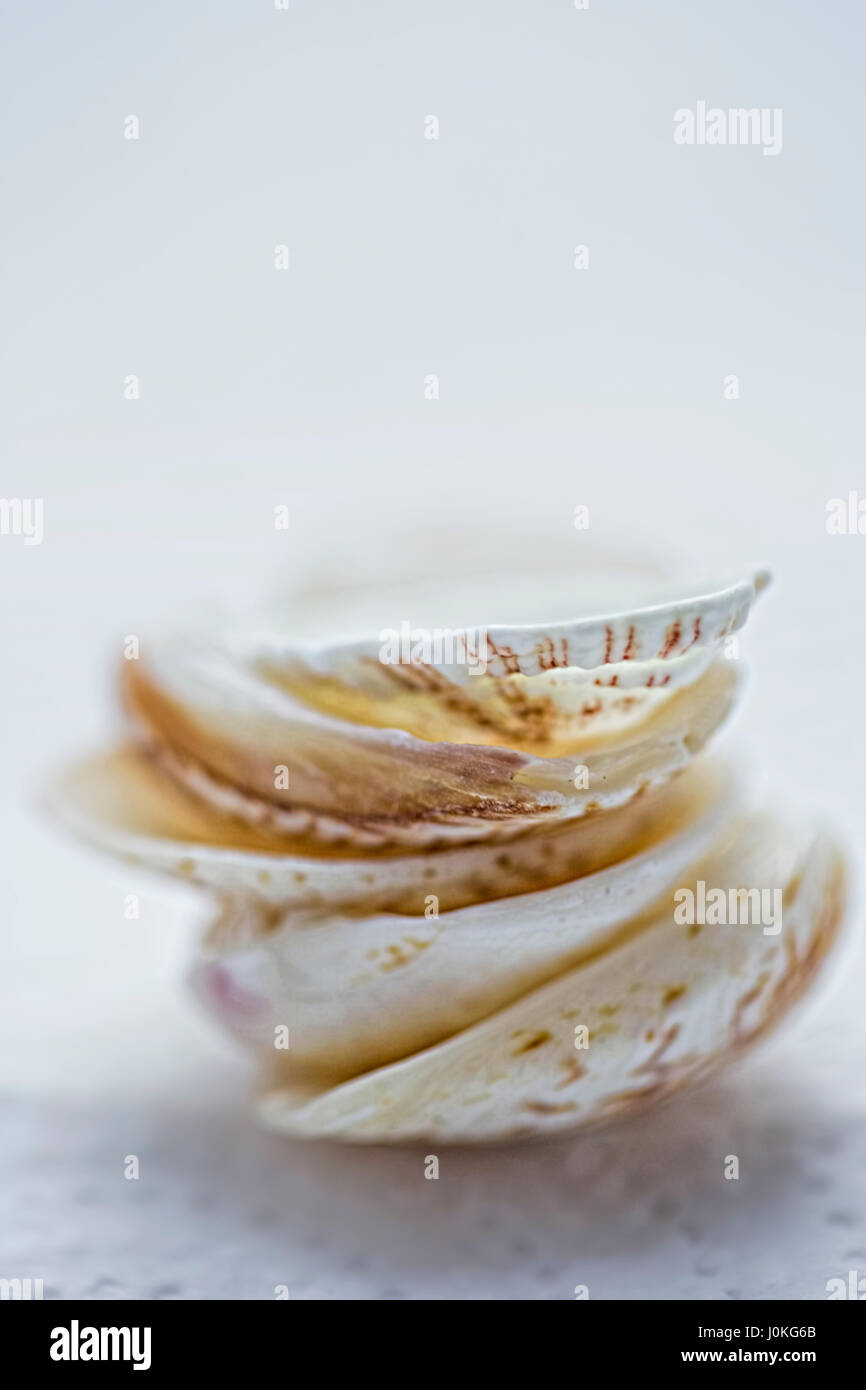 Stack of seashells hi-res stock photography and images - Alamy