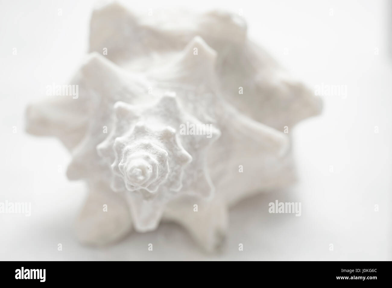 Seashell white seashell Stock Photo - Alamy