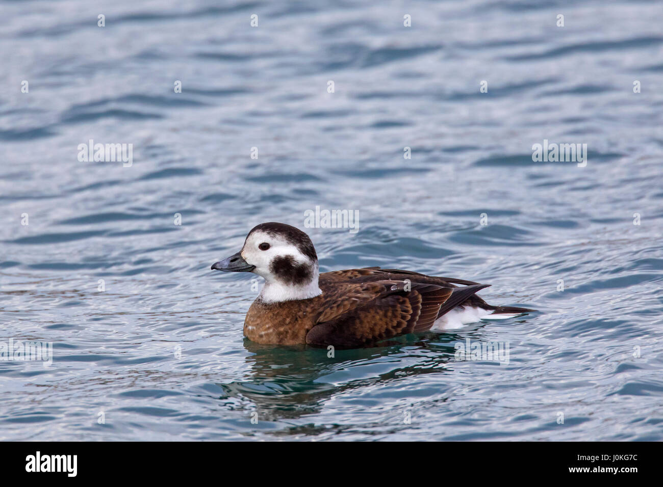 Long Tailed Duck Breeding High Resolution Stock Photography and Images ...
