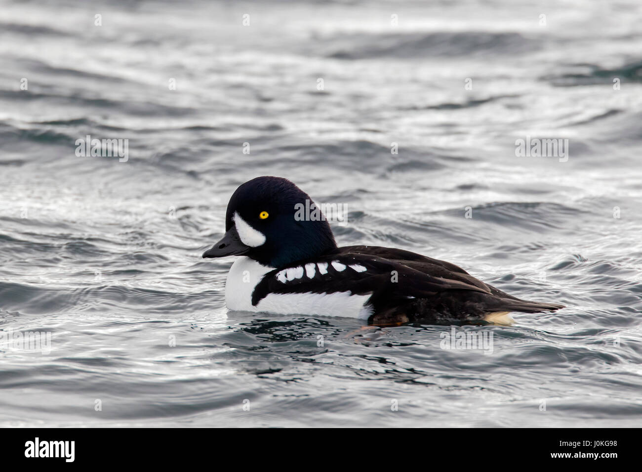 Barrow's goldeneye (Bucephala islandica) male swimming at sea, Iceland ...