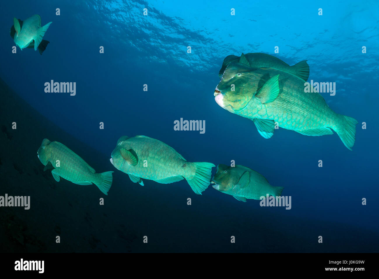 Humphead Parrotfish Bite