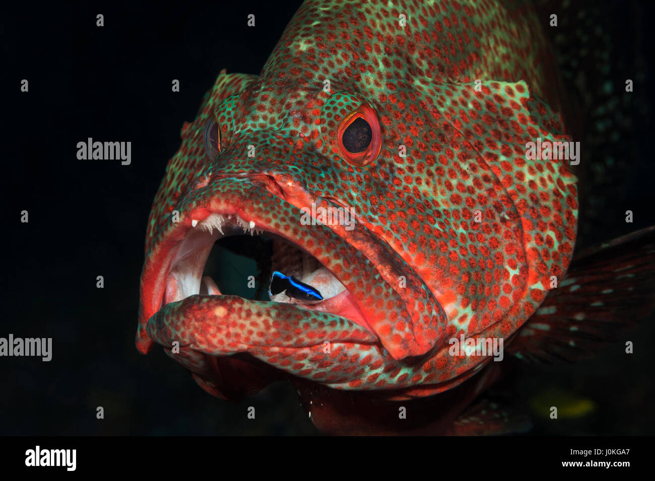 Coral Grouper and Cleaner Wrasse, Cephalopholis sonnerati, Bali ...