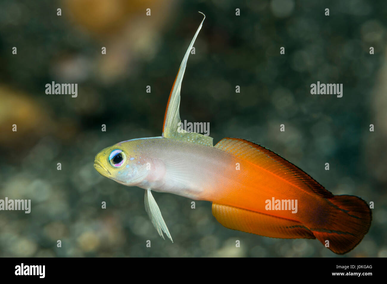 Nemateleostris hi-res stock photography and images - Alamy