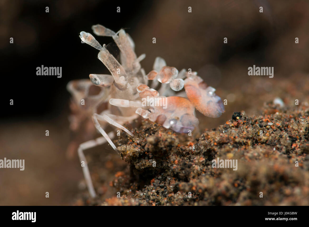 Juvenile Harlequin Shrimp, Hymenocera picta, Bali, Indonesia Stock ...