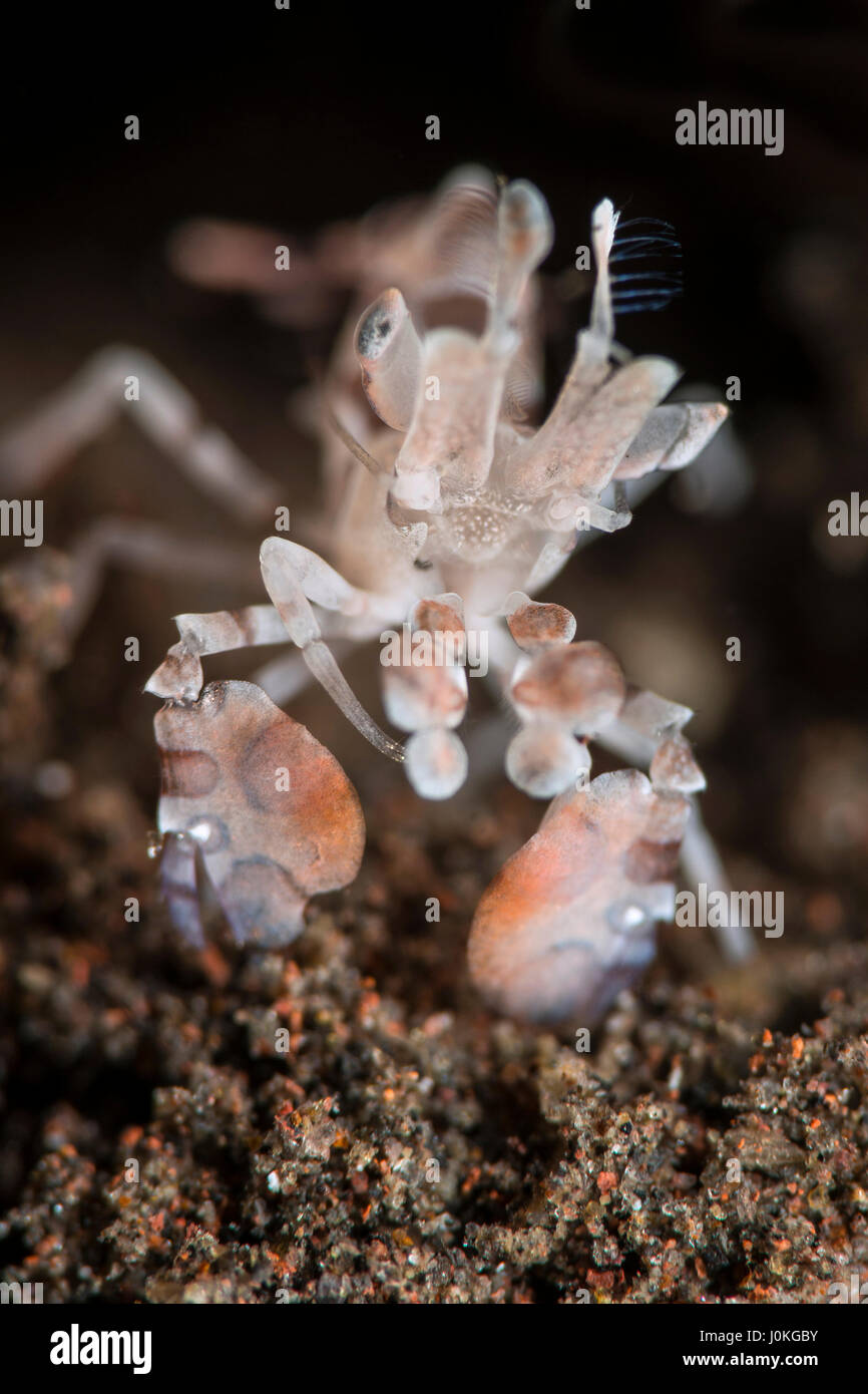Juvenile Harlequin Shrimp, Hymenocera picta, Bali, Indonesia Stock ...