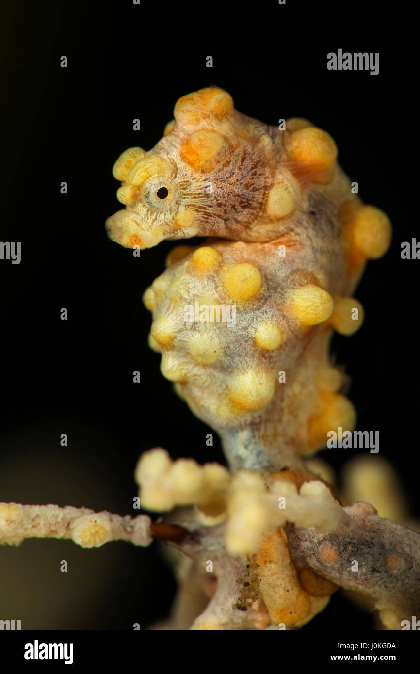 Bargibanti Pygmy Seahorse, Hippocampus bargibanti, Bali, Indonesia ...