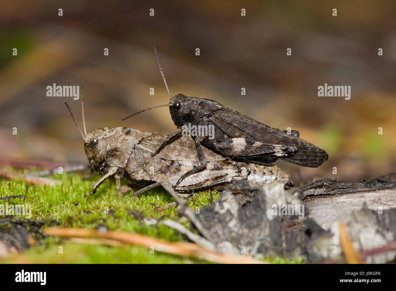 Rattle grasshopper psophus stridulus hi-res stock photography and ...