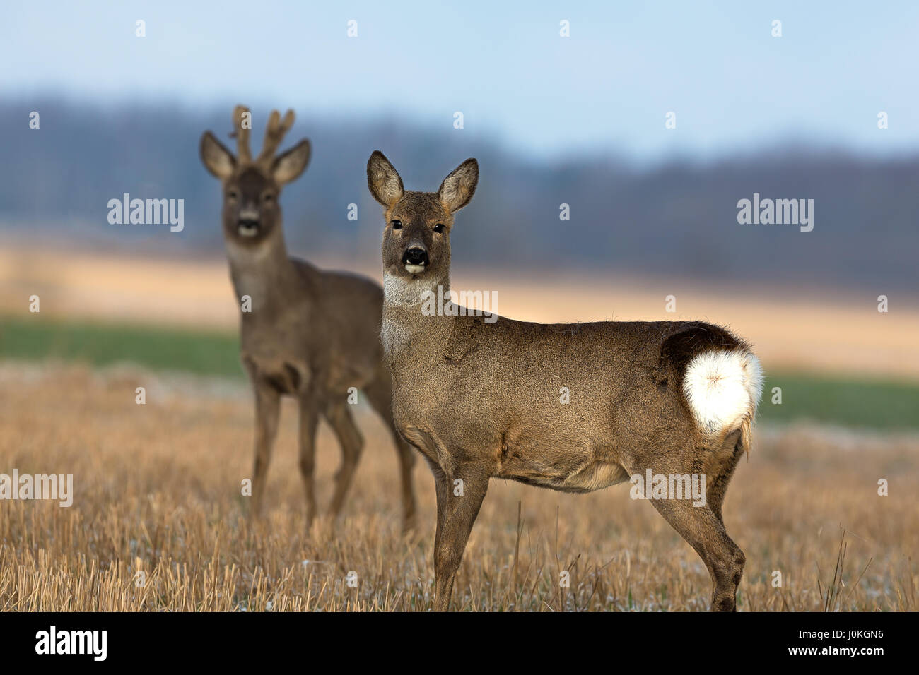 Roe deer female and male hi-res stock photography and images - Alamy