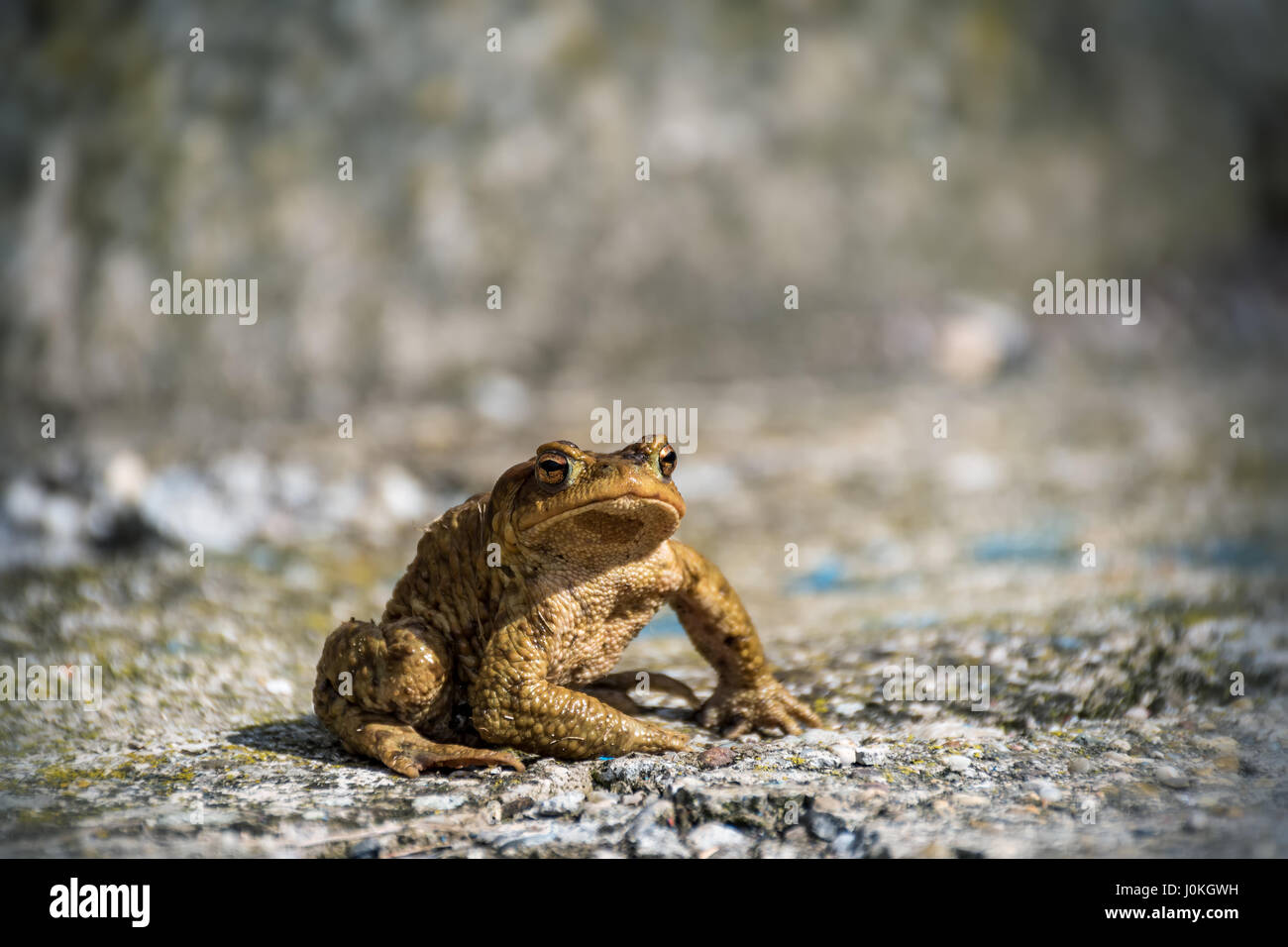 Green true toad watching sitting on the asphalt road Stock Photo - Alamy