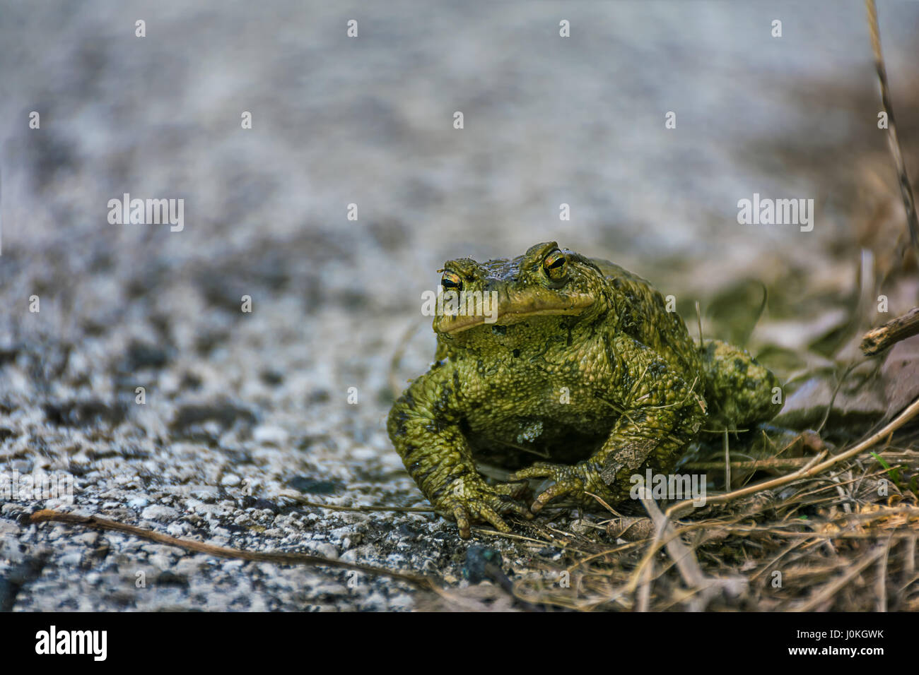 Toad sitting hi-res stock photography and images - Alamy