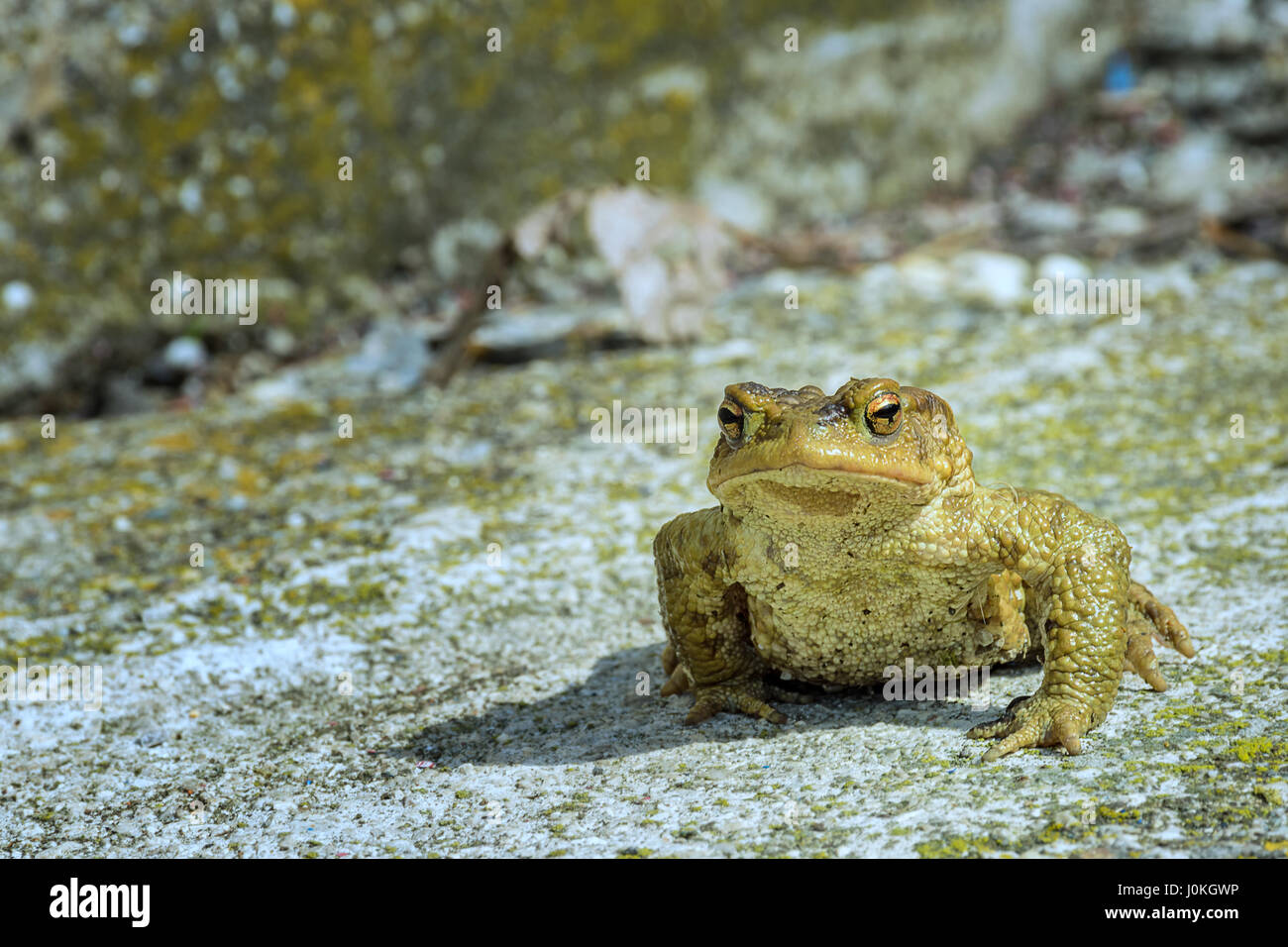 Green true toad sitting on the gray asphalt road Stock Photo - Alamy