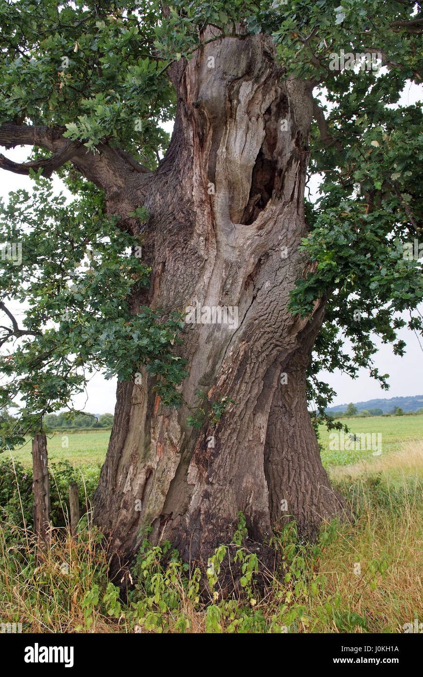 The Pedunculate Oak at Haresfield, Gloucestershire which is supposed to ...