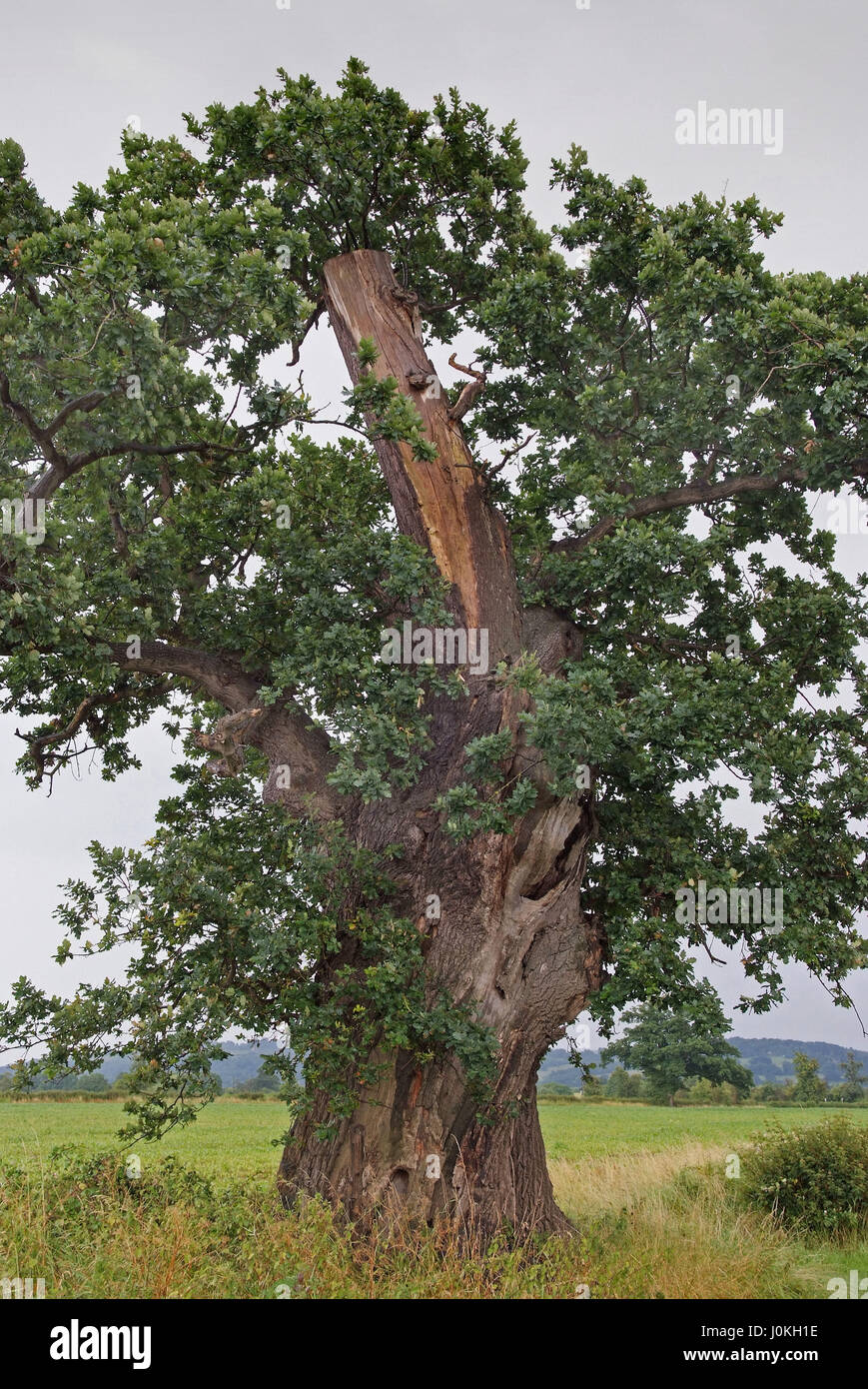 The Pedunculate Oak at Haresfield, Gloucestershire which is supposed to ...