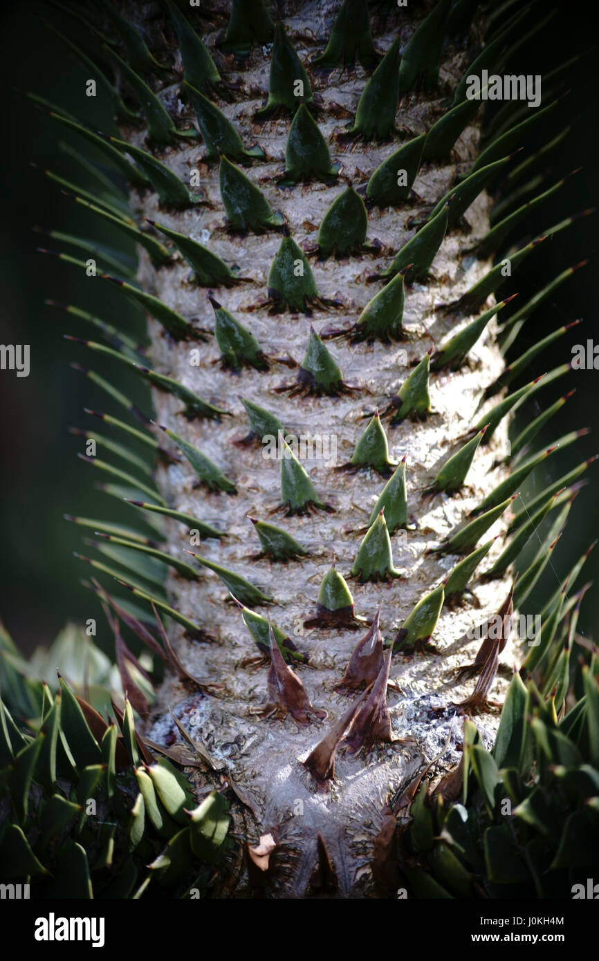 The close-up of the thorny tree trunk of the Monkey-puzzle tree ...