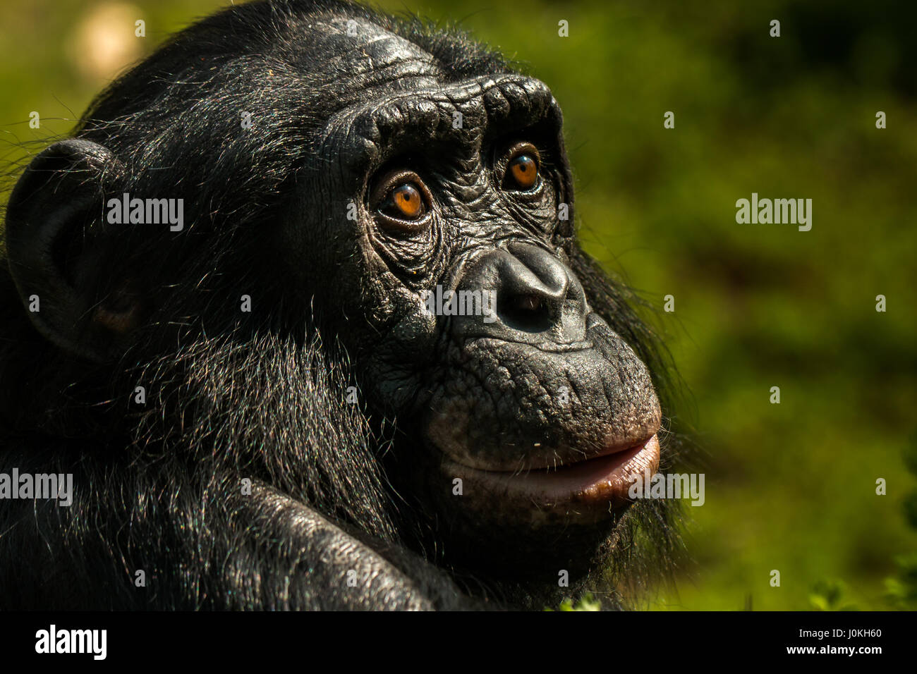 Sad chimp face hi-res stock photography and images - Alamy