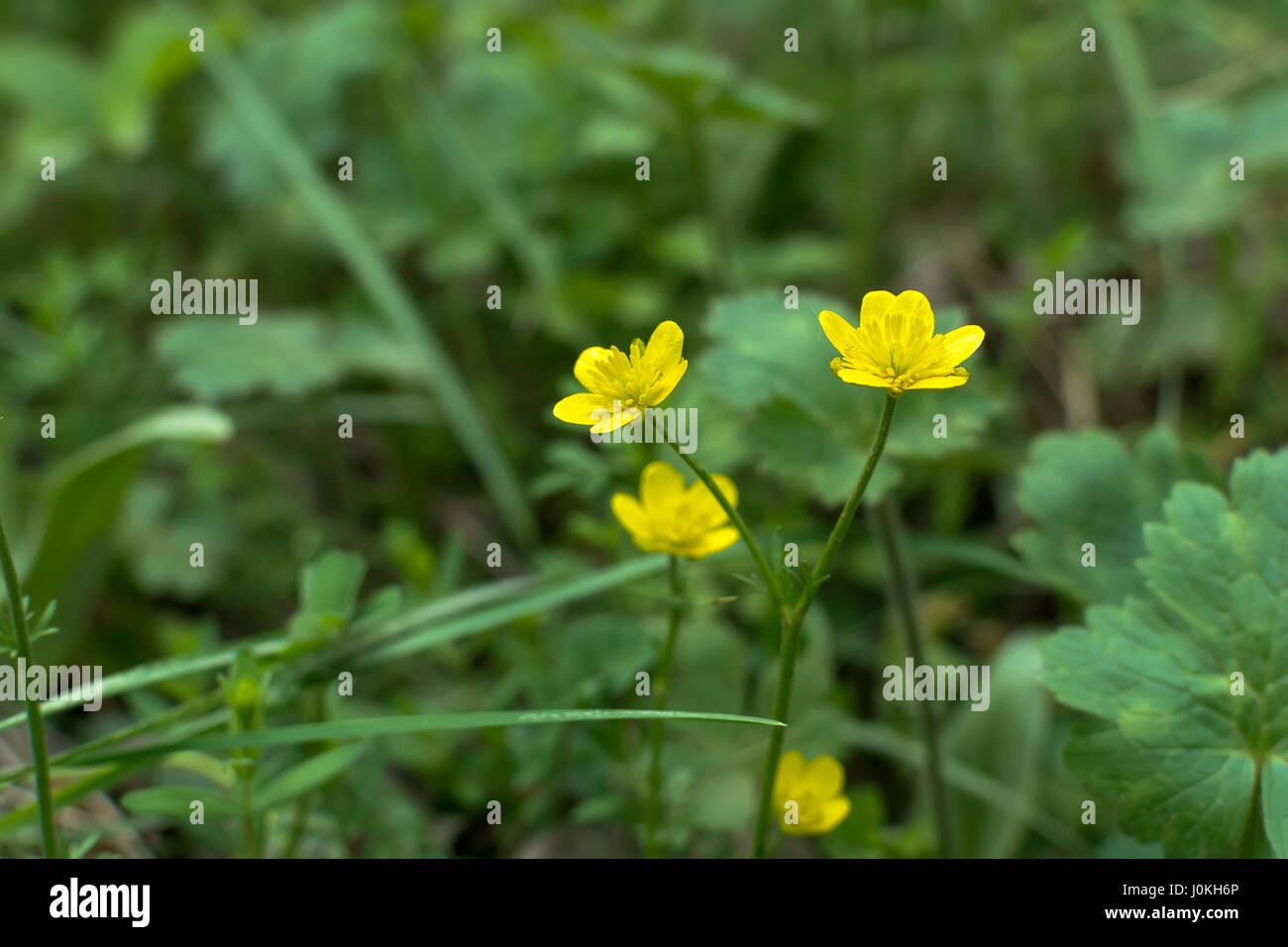 Little yellow close up wildflower buttercup Stock Photo - Alamy