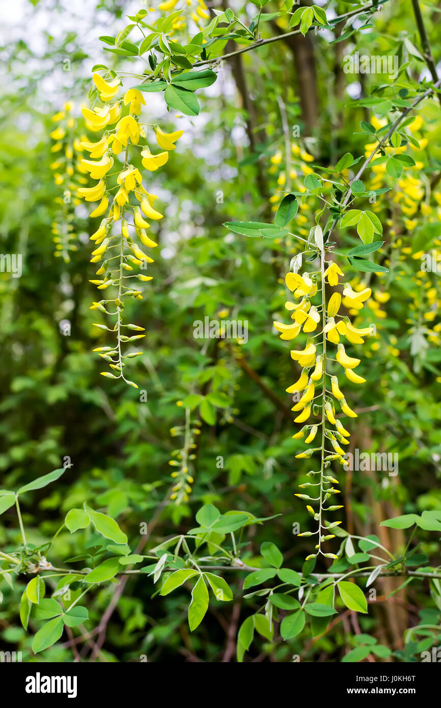 The yellow flower name hi-res stock photography and images - Alamy